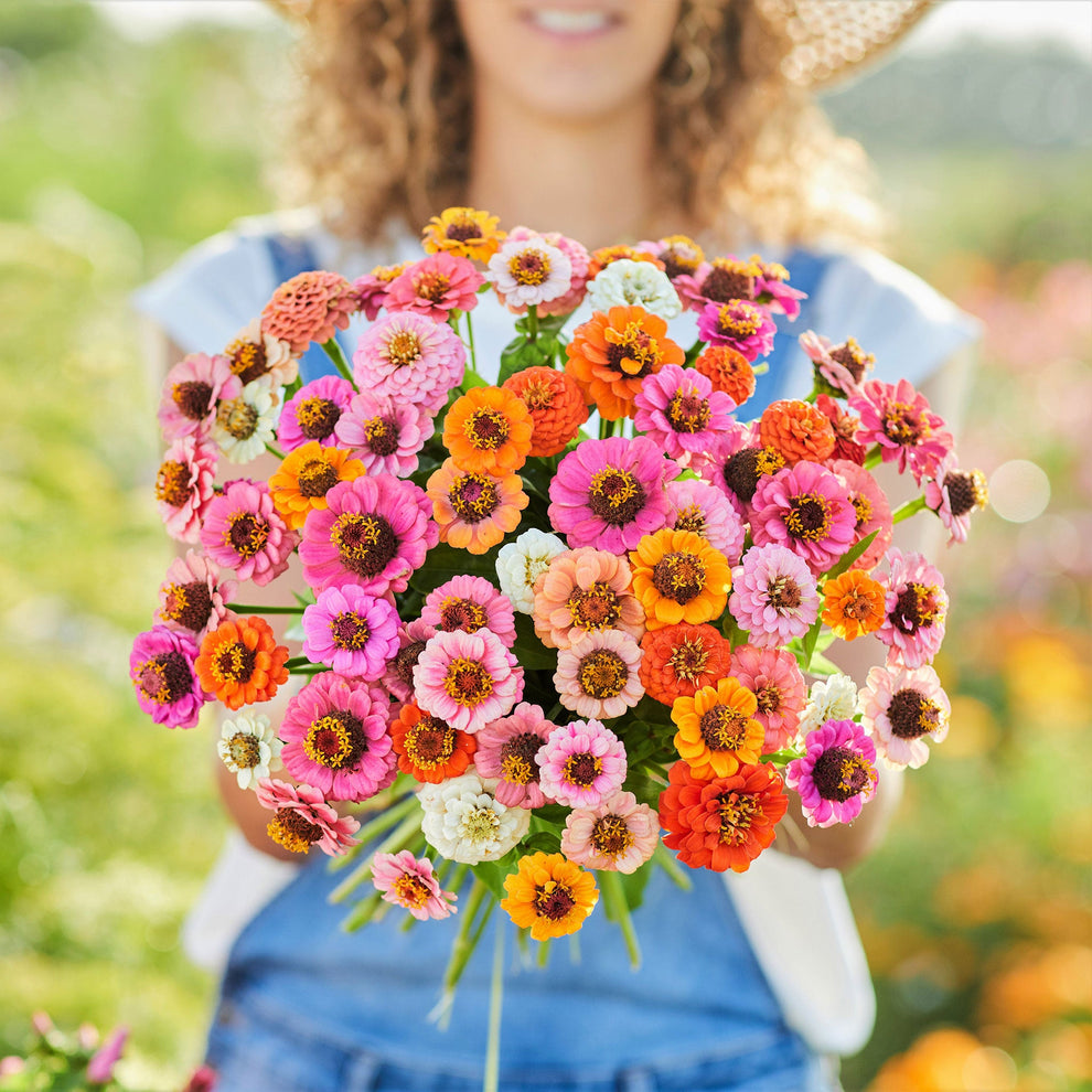 Bulk Zinnia Seeds (Dwarf) - Button Box Mix | Bulk Seed Store
